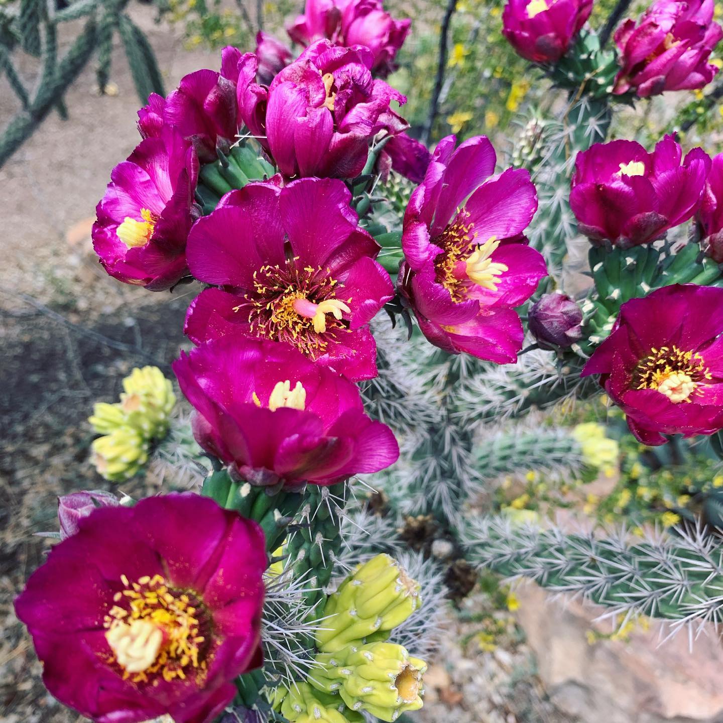 Home - Plants of the Southwest