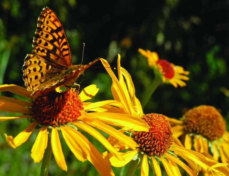 Home - Plants of the Southwest